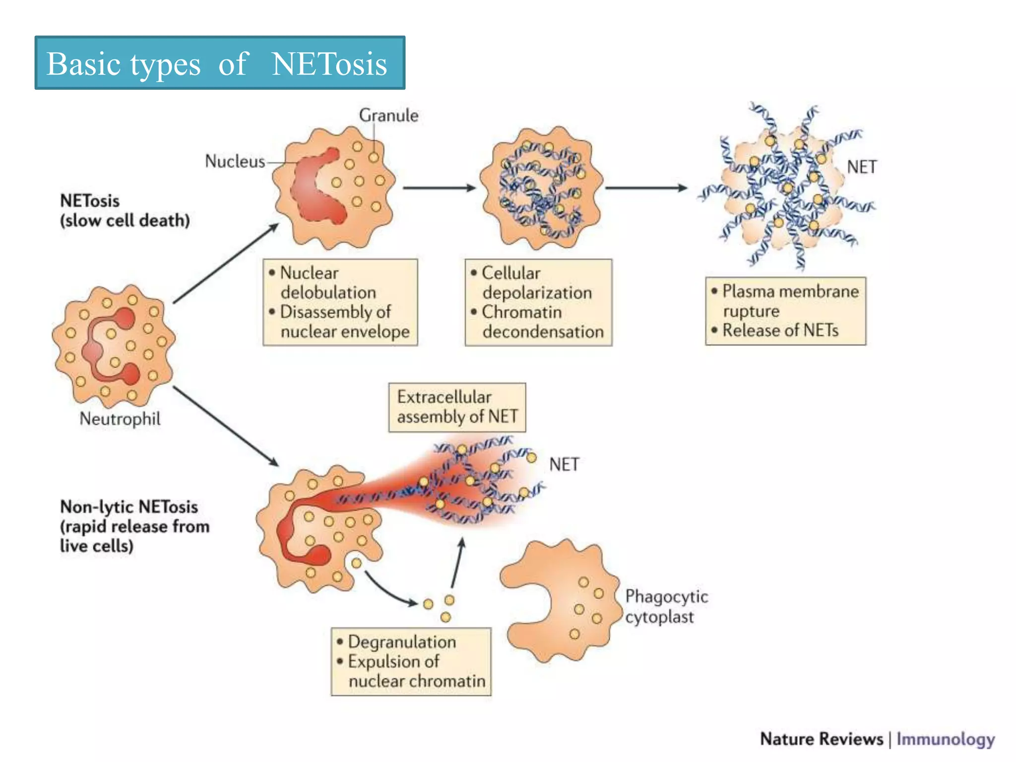 netosis [Autosaved].pptx