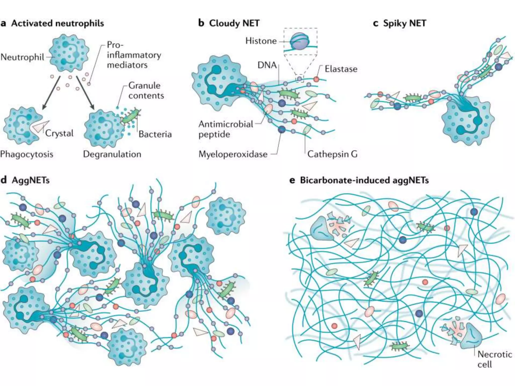 netosis [Autosaved].pptx