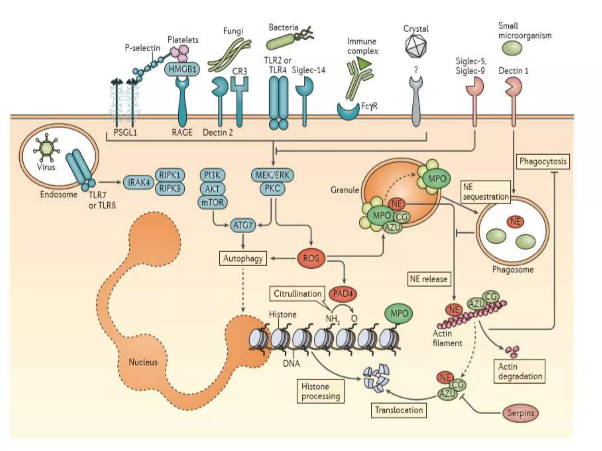 netosis [Autosaved].pptx