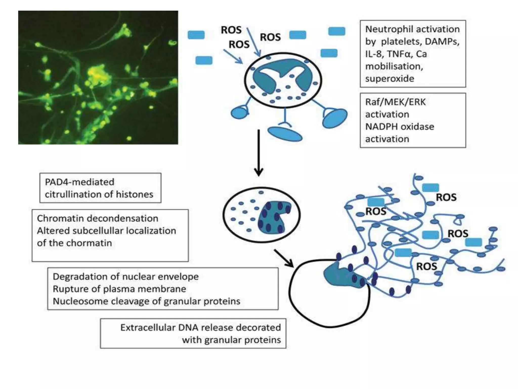 netosis [Autosaved].pptx