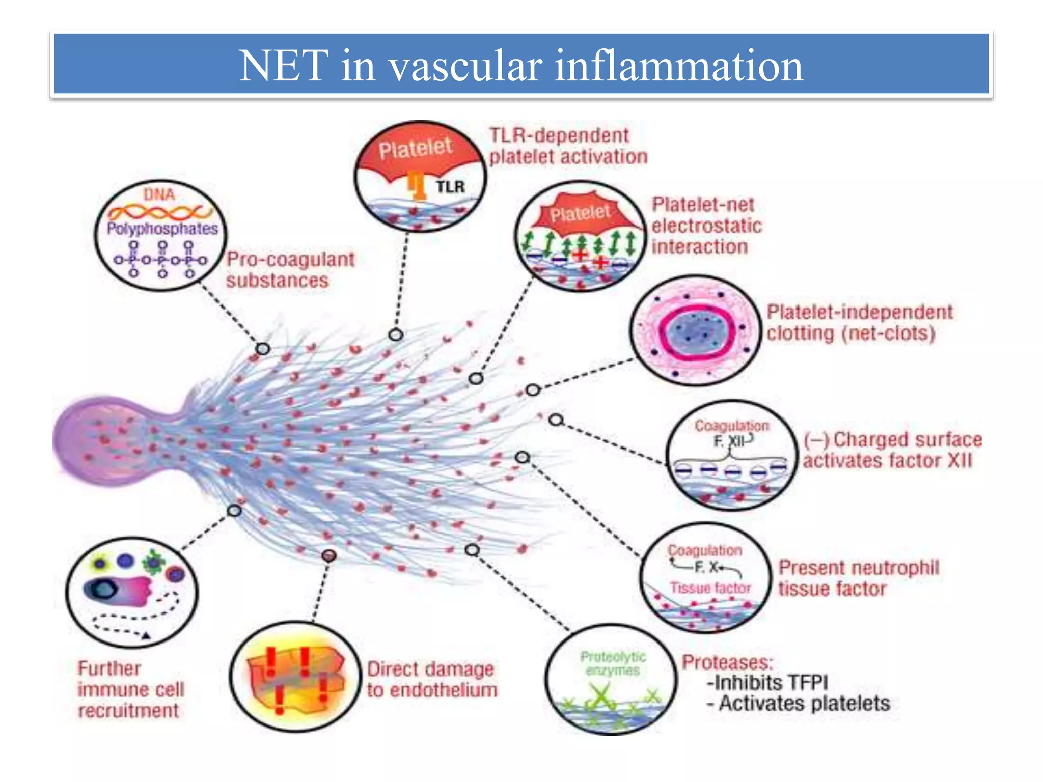 netosis [Autosaved].pptx