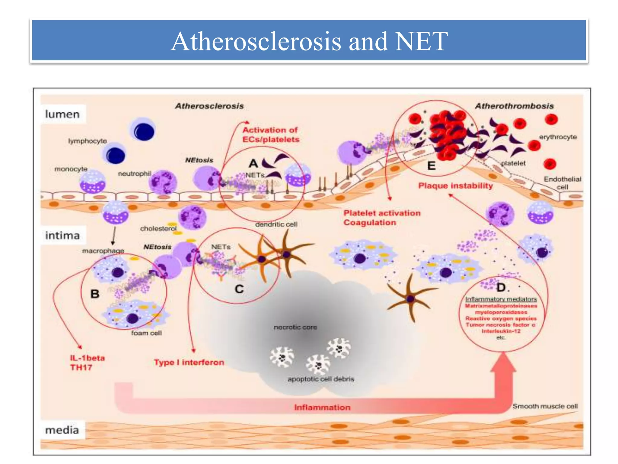 netosis [Autosaved].pptx
