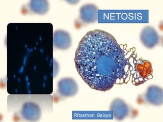 netosis [Autosaved].pptx