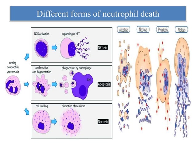 netosis [Autosaved].pptx