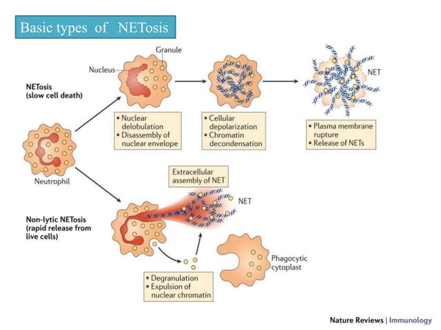 netosis [Autosaved].pptx