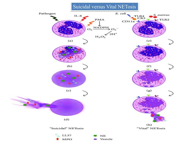 netosis [Autosaved].pptx