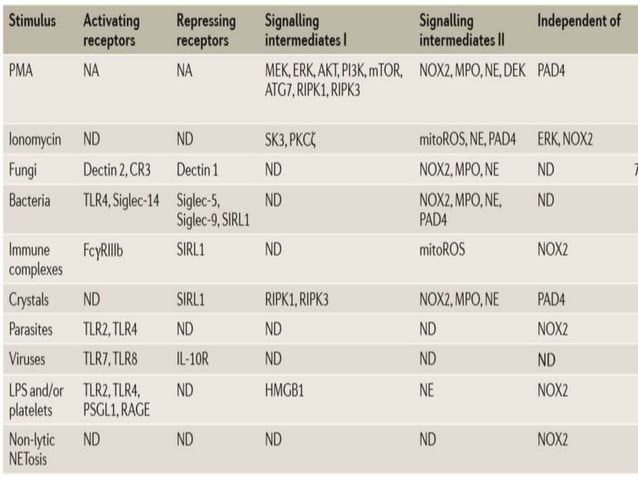 netosis [Autosaved].pptx