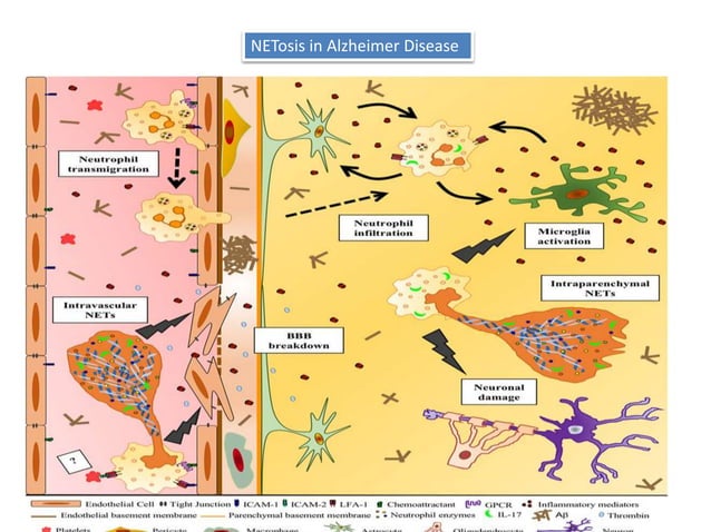 netosis [Autosaved].pptx