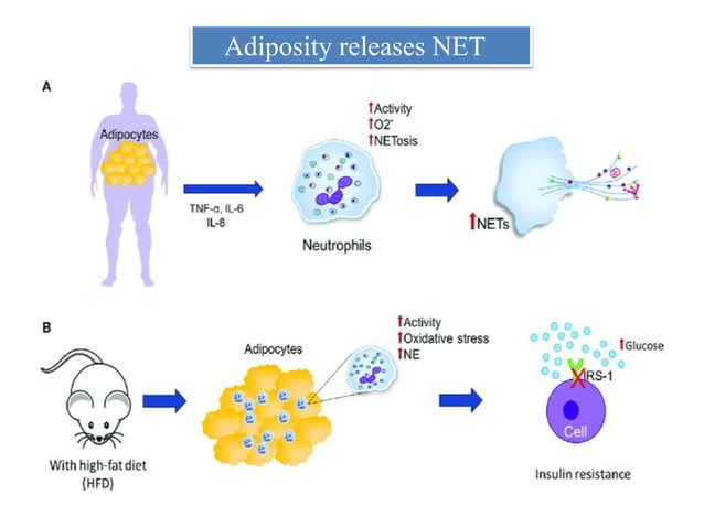 netosis [Autosaved].pptx