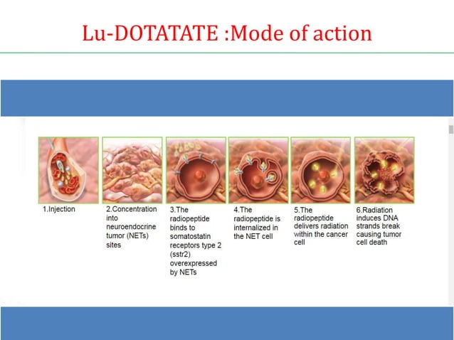 177 Lu-Dotatate for Mid gut Neuroendocrine tumor | PPTX | Cancer ...