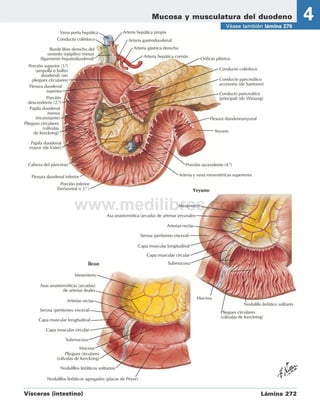 NETTER ABDOMEN anatomia para medicina netter | PDF