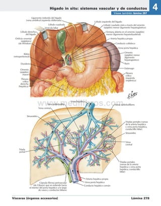 NETTER ABDOMEN anatomia para medicina netter | PDF