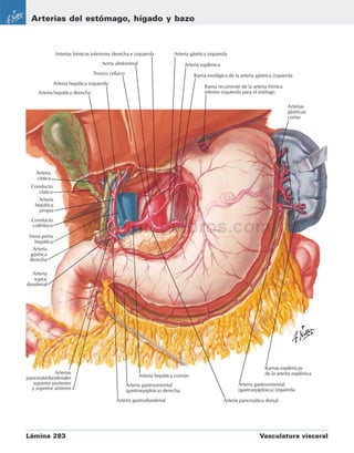 NETTER ABDOMEN anatomia para medicina netter | PDF