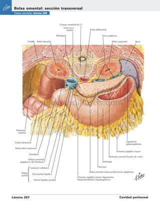 NETTER ABDOMEN anatomia para medicina netter | PDF