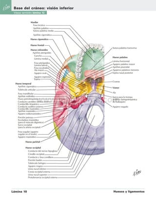 Netter Anatomía: Tu guía visual al cuerpo humano.pdf