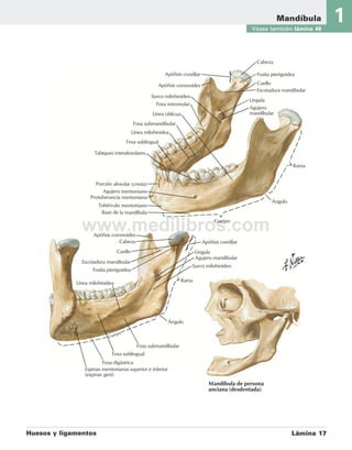 Netter Anatomía: Tu guía visual al cuerpo humano.pdf