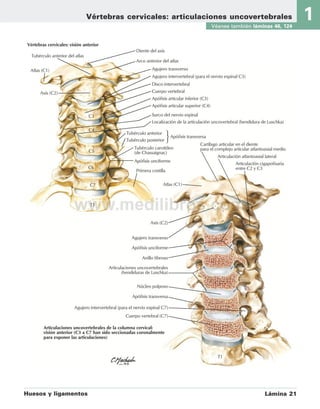 Netter Anatomía Tu Guía Visual Al Cuerpo Humano Pdf