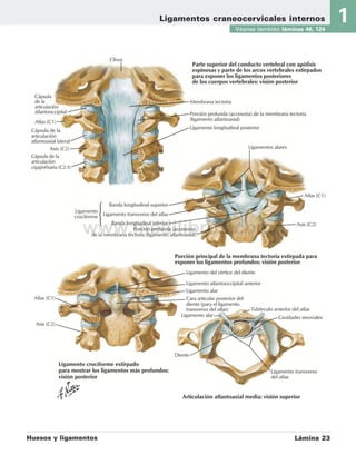Netter Anatomía: Tu guía visual al cuerpo humano.pdf