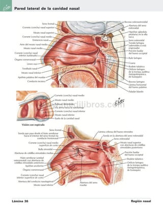 Netter Anatomía: Tu guía visual al cuerpo humano.pdf