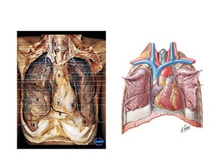 Biografia Frank Netter | PDF | Surgery | Medical Health