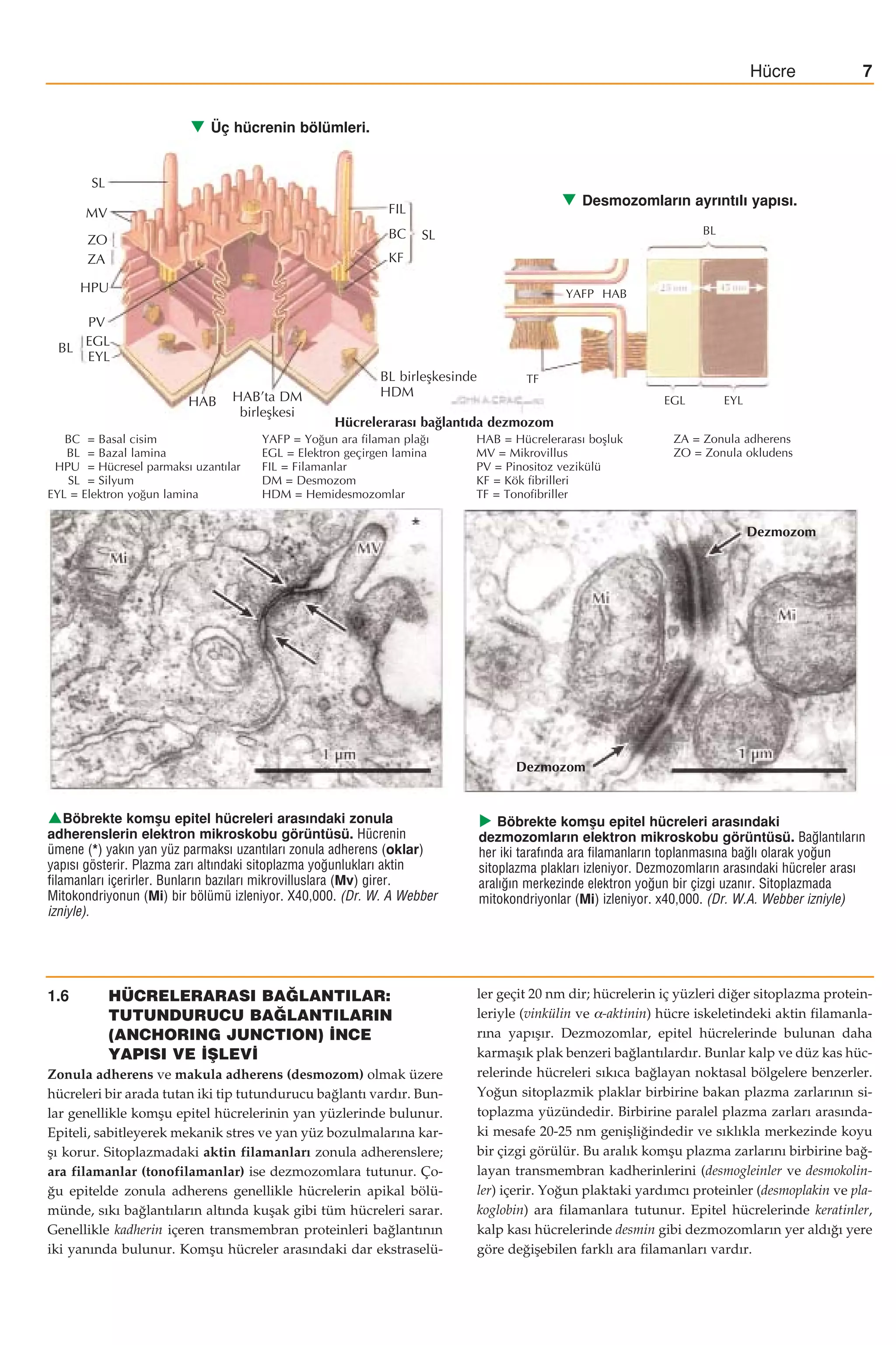 Netter histoloji solunum endokrin | PDF