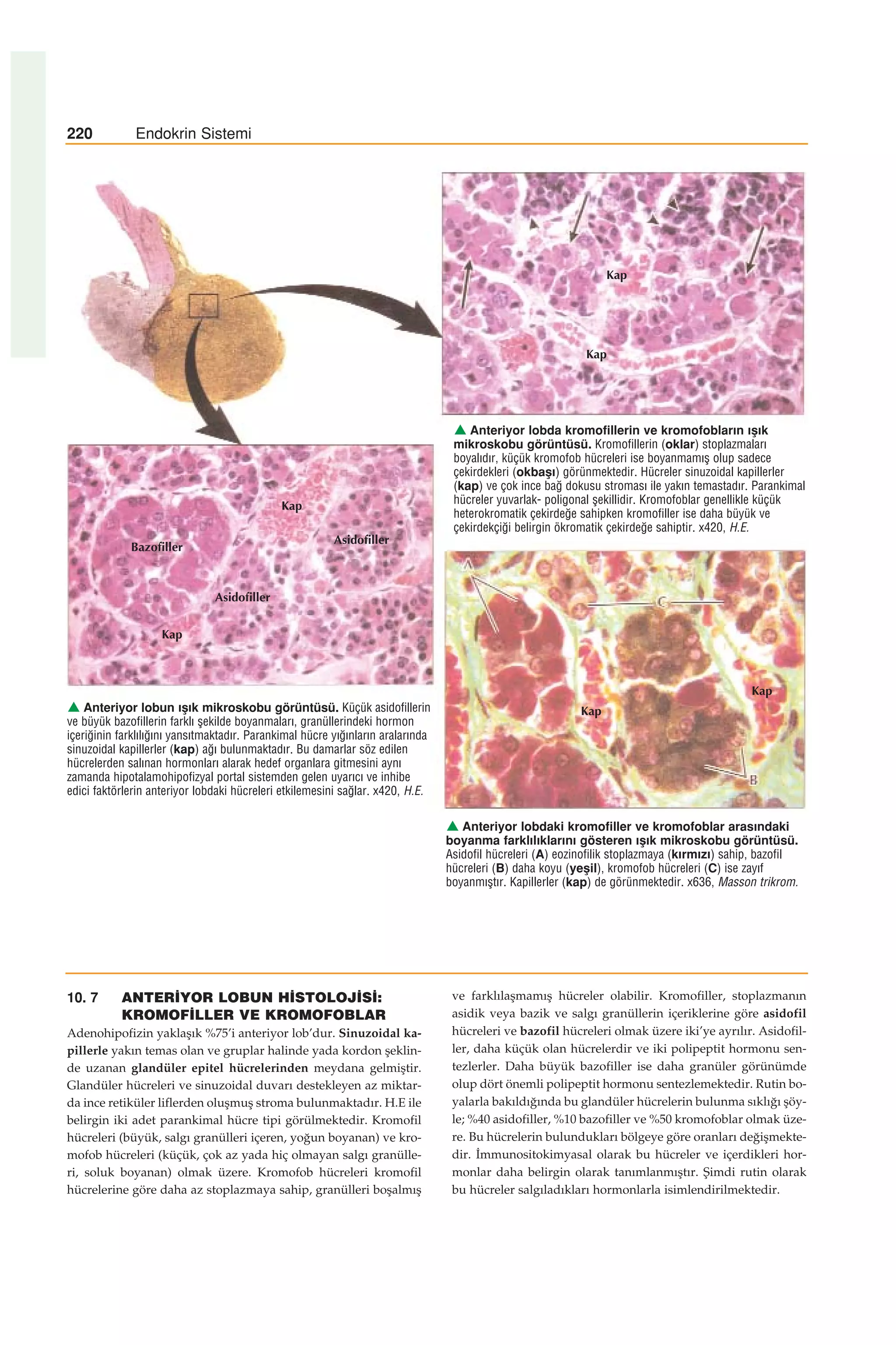 Netter histoloji solunum endokrin | PDF