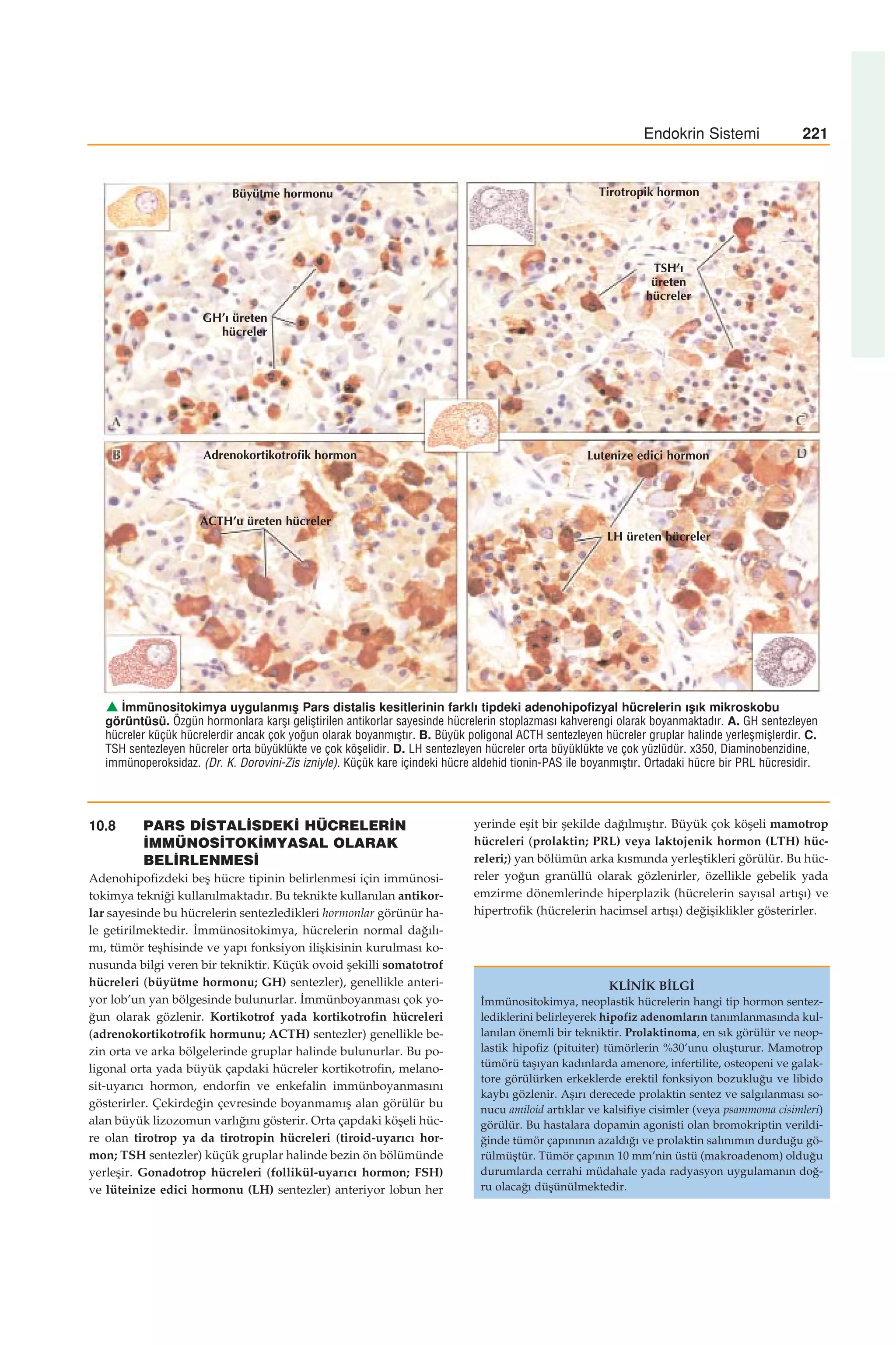 Netter histoloji solunum endokrin | PDF