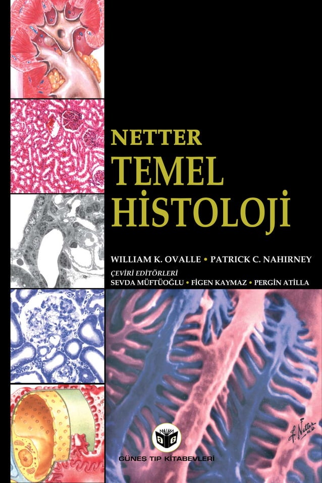 Netter histoloji solunum endokrin | PDF