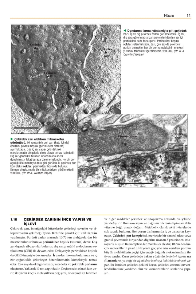 Netter histoloji solunum endokrin | PDF