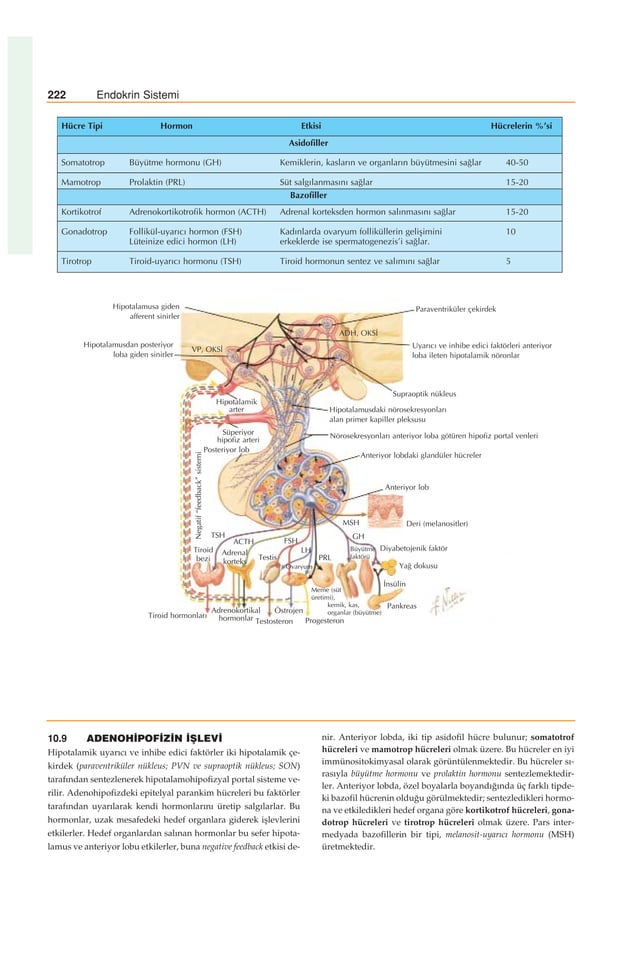 Netter histoloji solunum endokrin | PDF