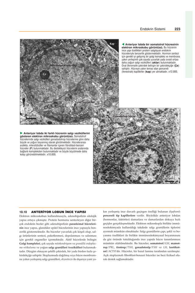 Netter histoloji solunum endokrin | PDF