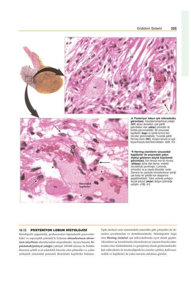 Netter histoloji solunum endokrin | PDF