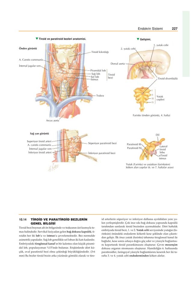 Netter histoloji solunum endokrin | PDF