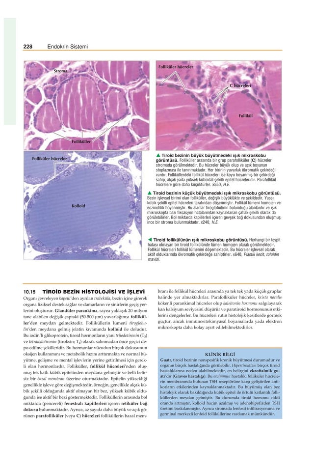 Netter histoloji solunum endokrin | PDF