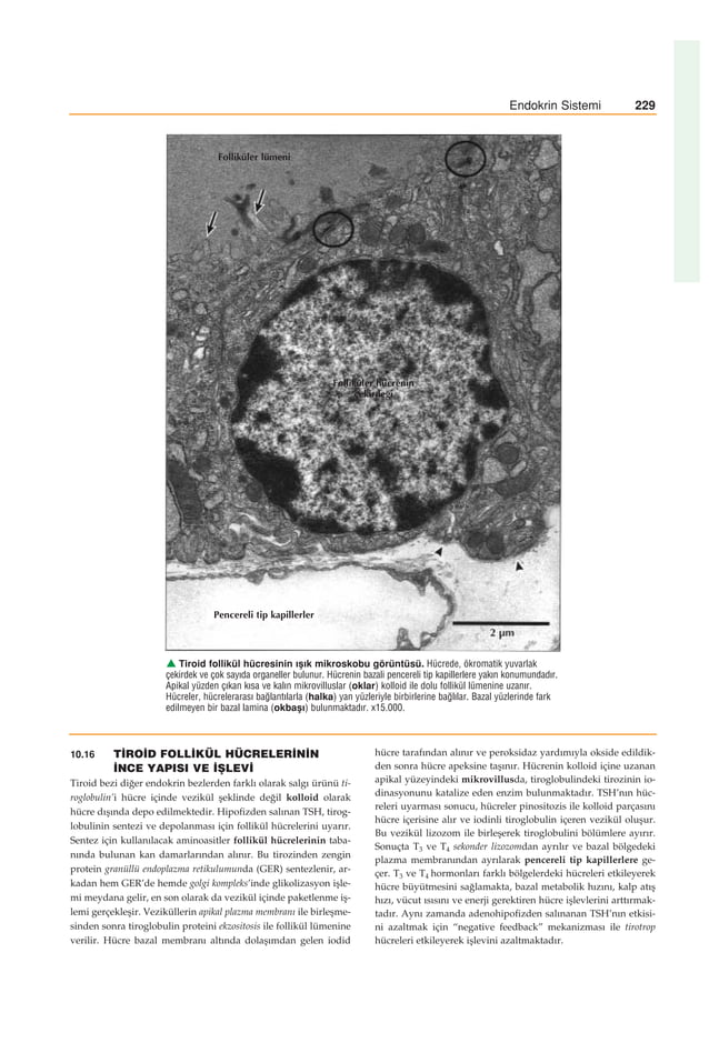 Netter histoloji solunum endokrin | PDF