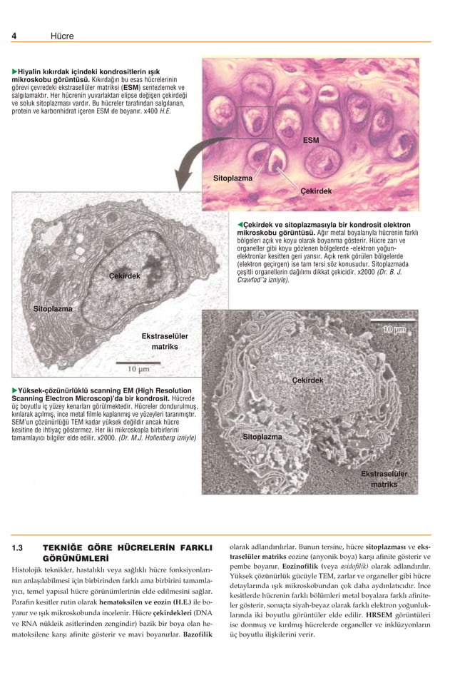 Netter histoloji solunum endokrin | PDF