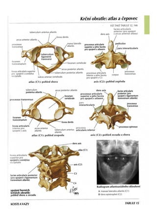 Netterův-anatomický-atlas-s-kapitolami.pdf