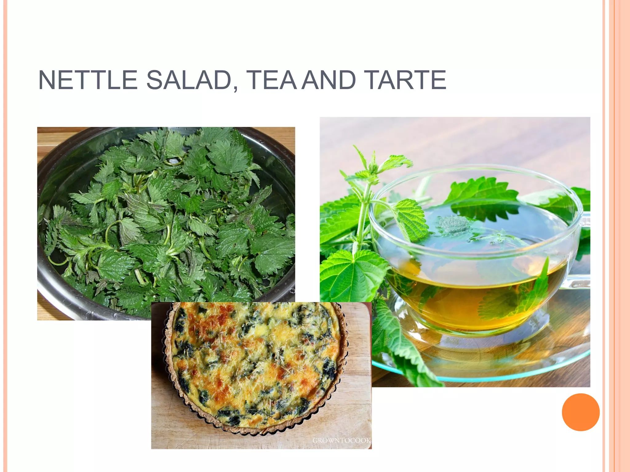 Nettle | PPT