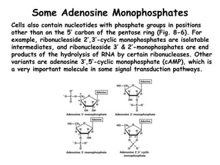 neucleic acids biosynthesis.ppt