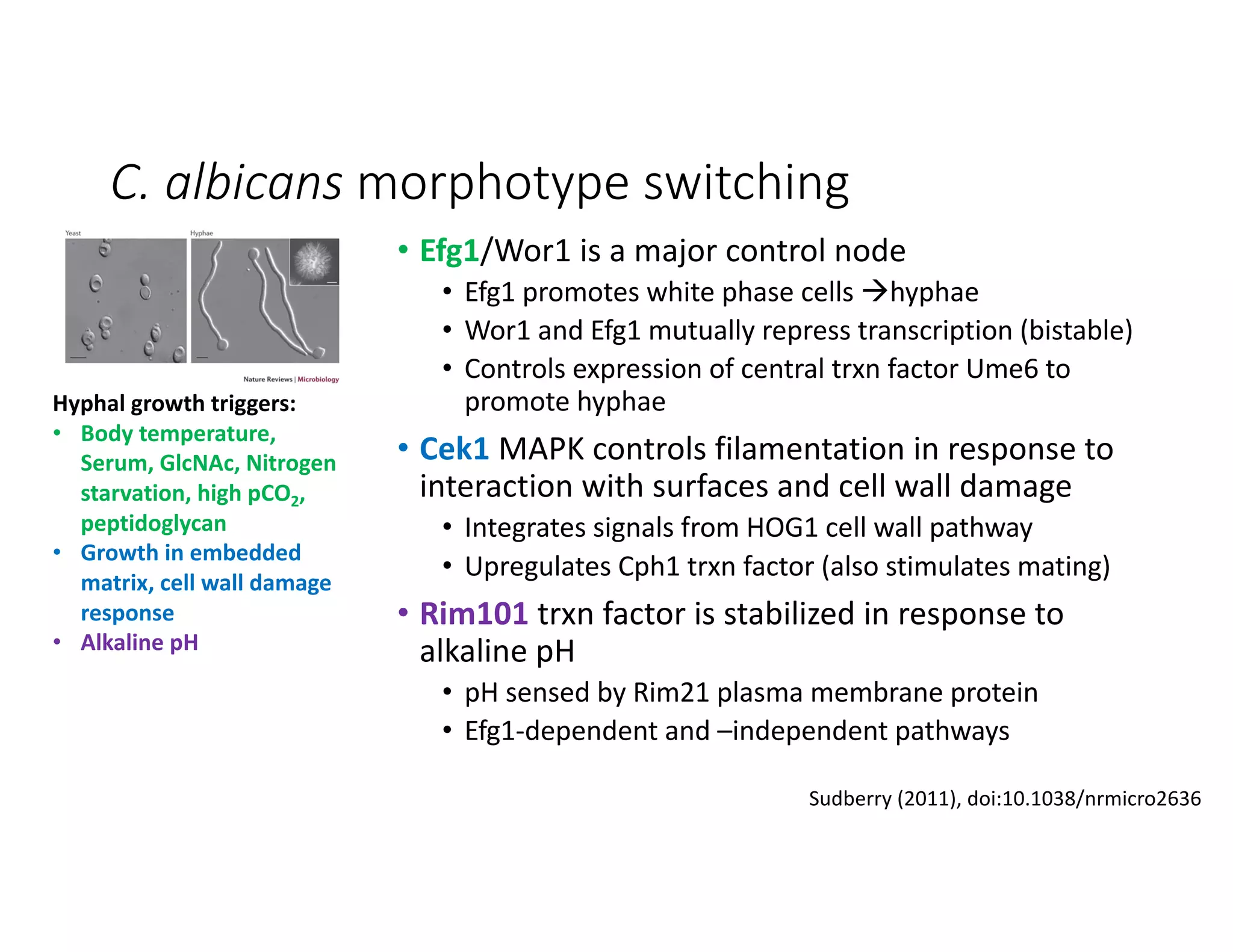 Pathogenesis and Immunity of Candida albicans | PDF