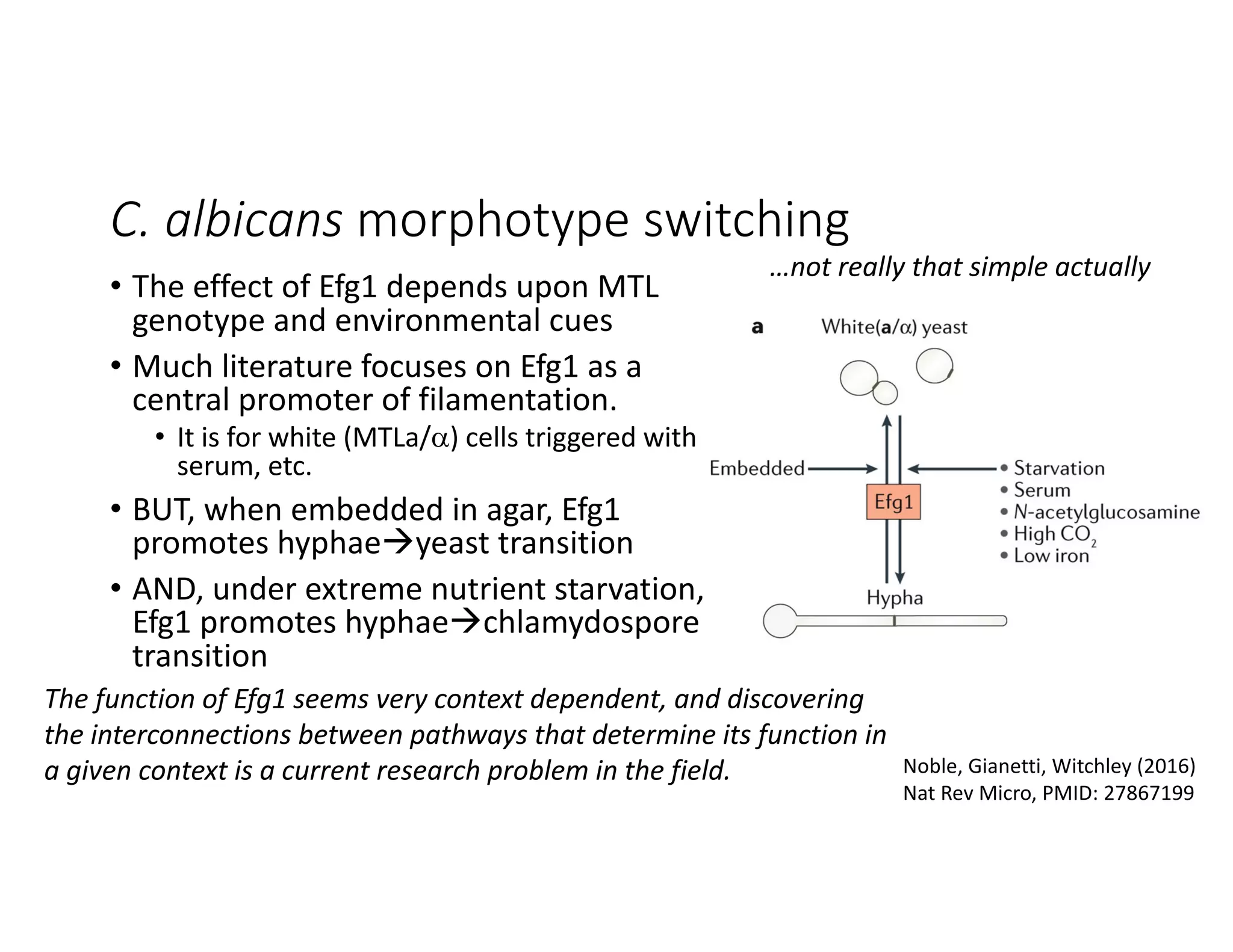 Pathogenesis and Immunity of Candida albicans | PDF