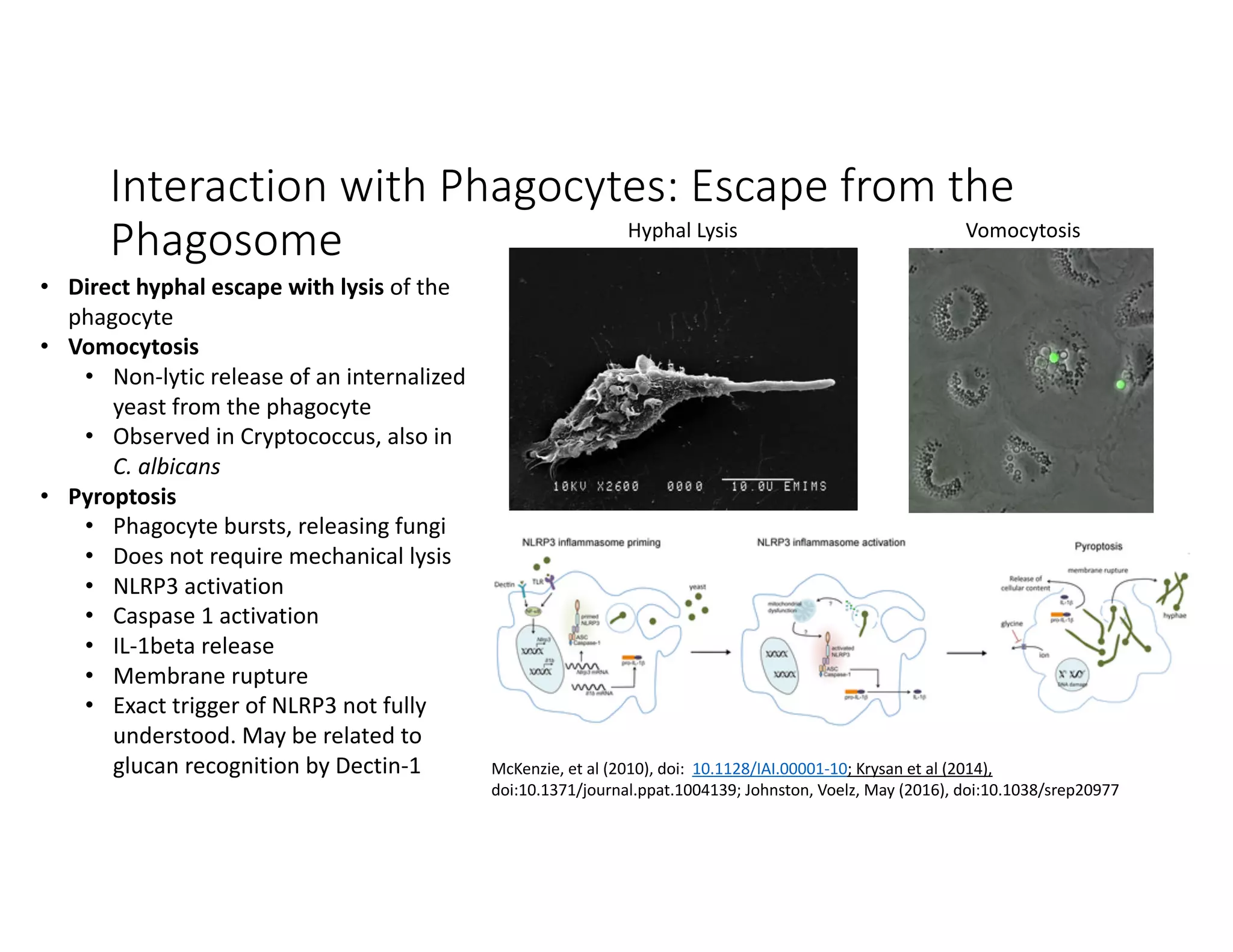 Pathogenesis and Immunity of Candida albicans | PDF