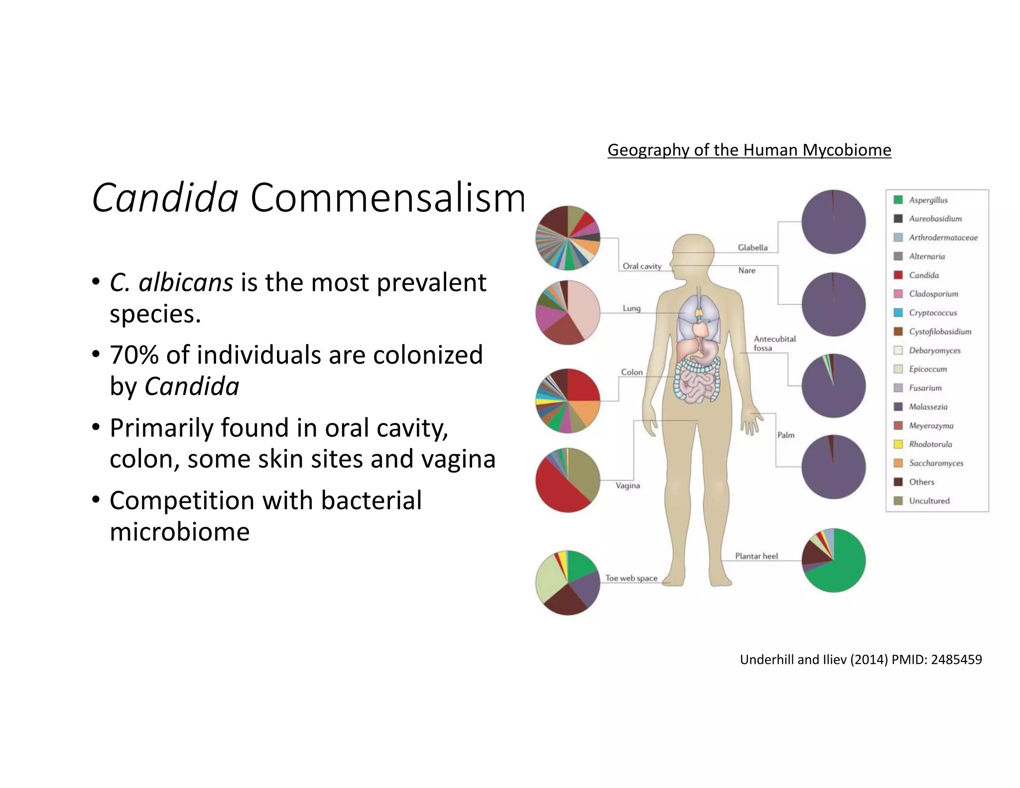 Pathogenesis and Immunity of Candida albicans | PDF