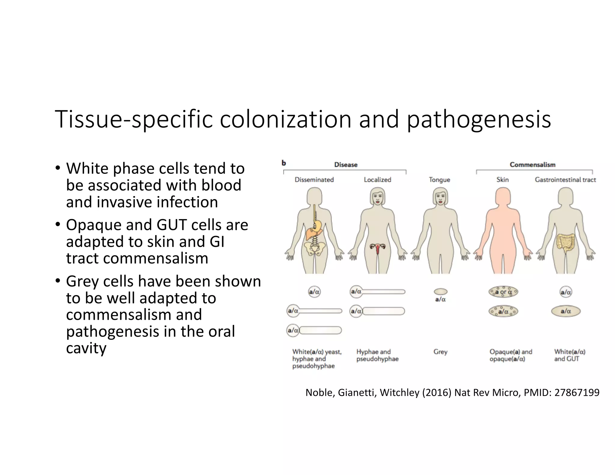Pathogenesis and Immunity of Candida albicans | PDF
