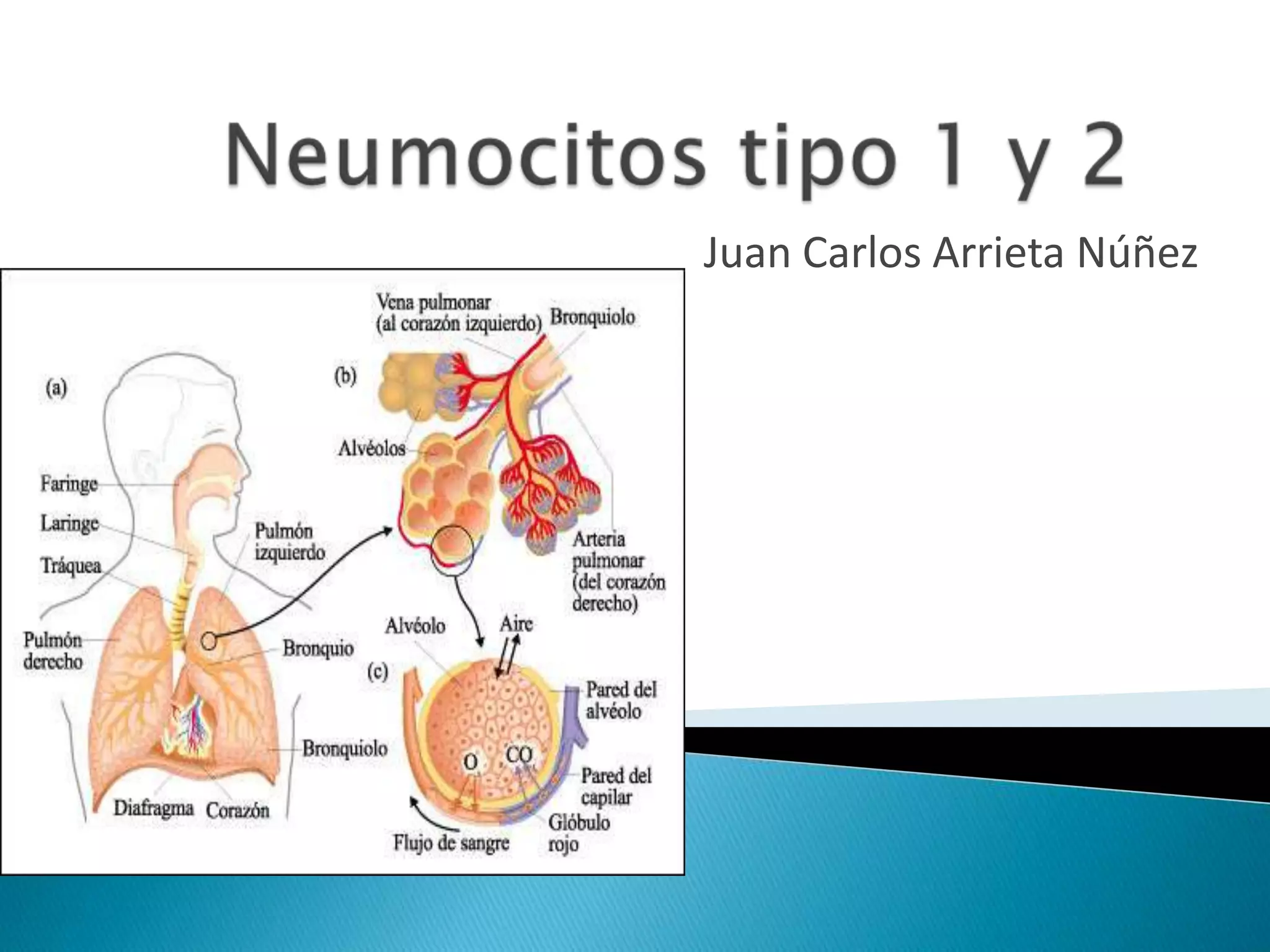 Neumocitos Tipo 1 Y 2 Pptx