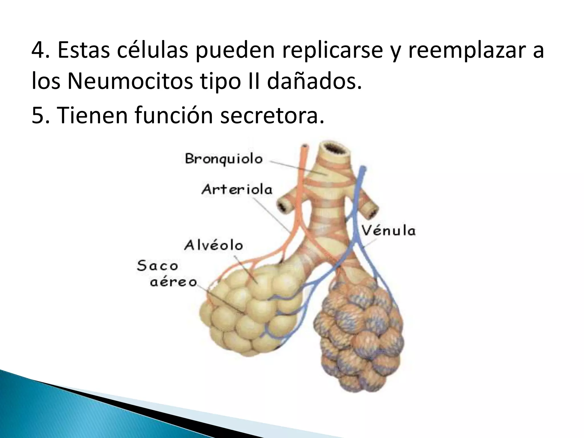 Neumocitos tipo 1 y 2 | PPTX | Lung and Respiratory Health | Diseases ...
