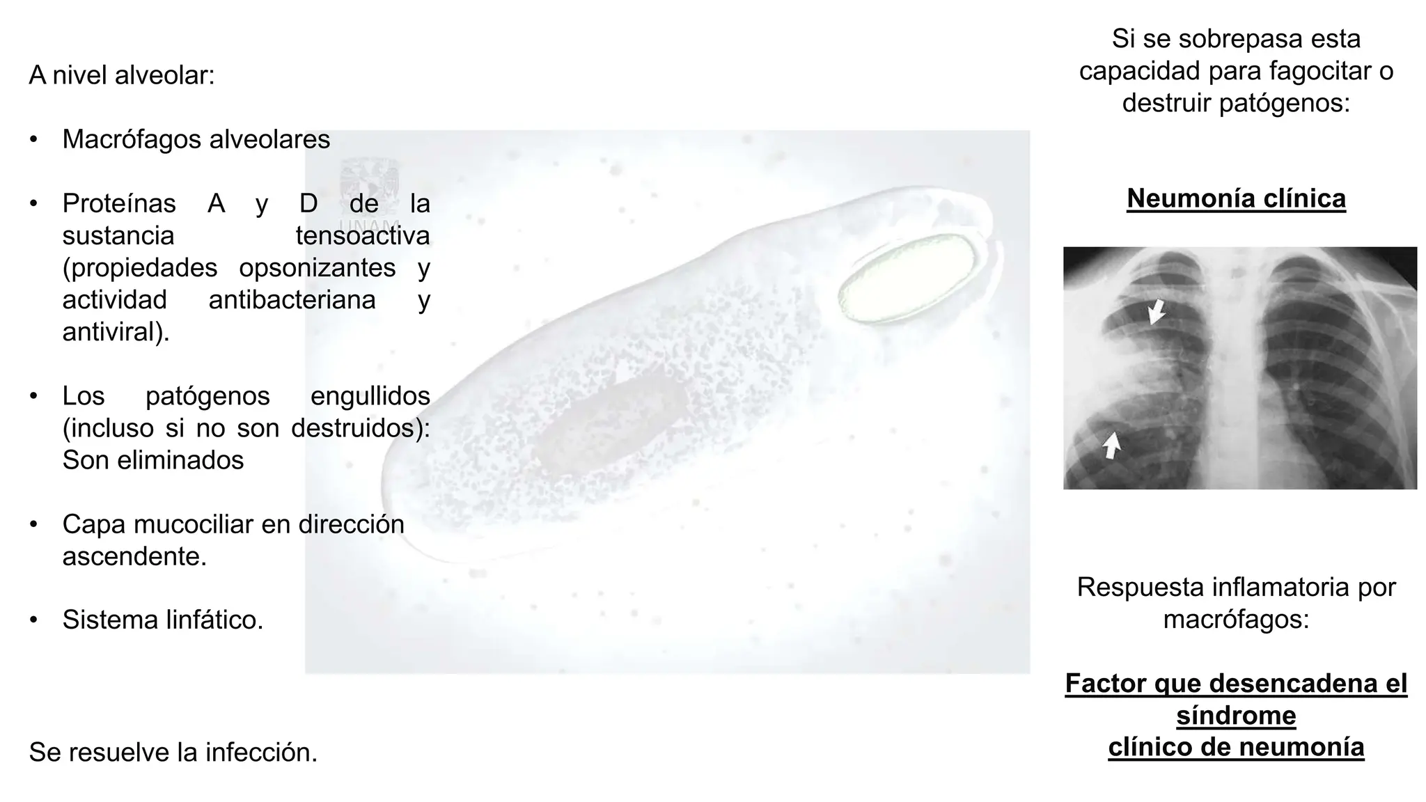 NEUMONIA ADQUIRIDA EN LA COMUNIDAD, PROTOCOLO DIAGNOSTICO Y TRATAMIENTO ...