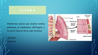 neumotorax clasificación de grados en urgencias. | PPTX