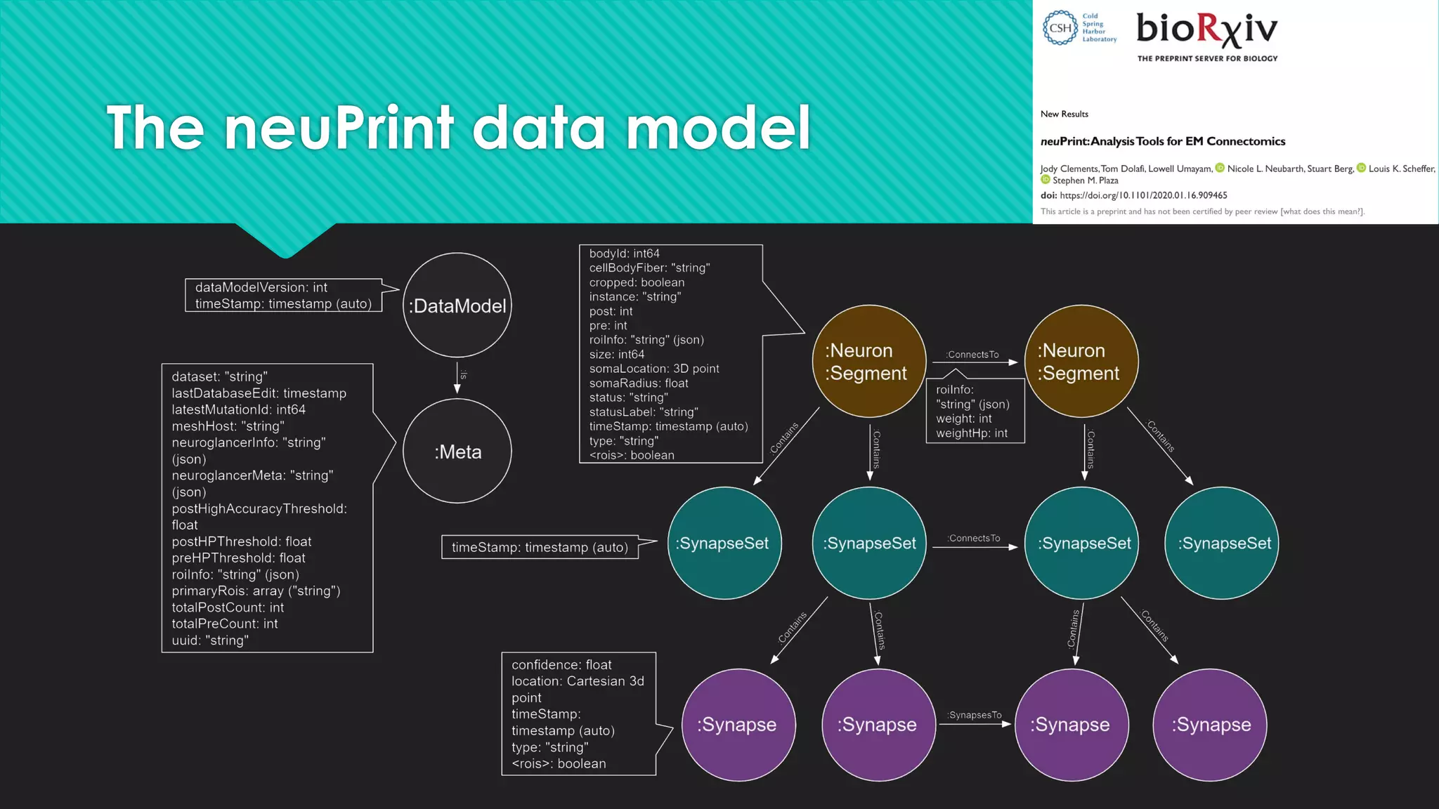 Accessing hemibrain data using Neuprintr | PPT