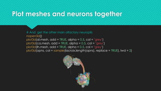 Accessing hemibrain data using Neuprintr | PPT
